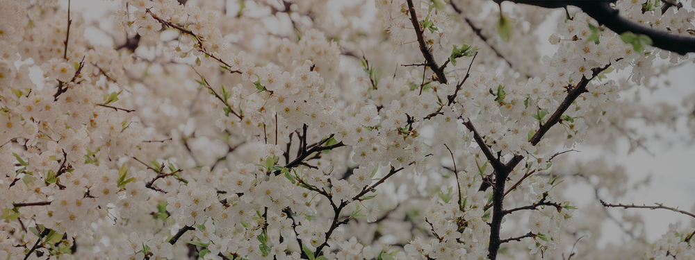 Devizes Flowers | Florist In Devizes | The Blossom Tree